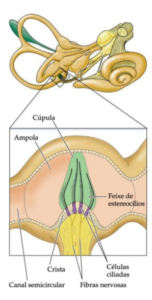 VPPB – Vertigem paroxística posicional benigna – Dra Kênia Chaves